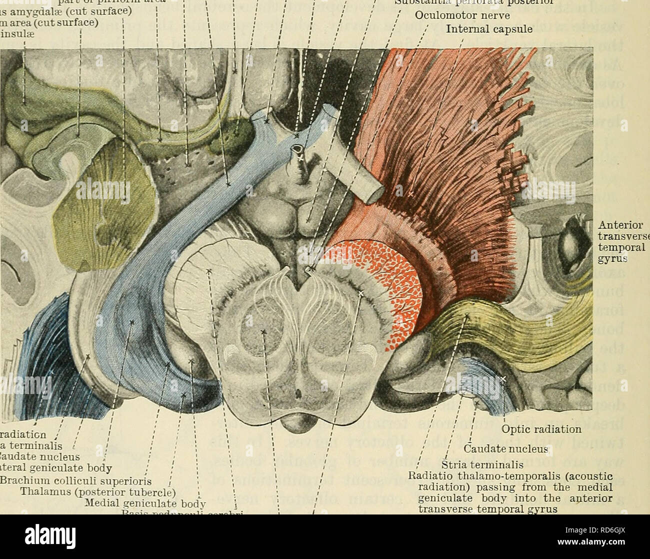 . Cunningham's Text-book of anatomy. Anatomy. 624 THE NEKVOUS SYSTEM ...