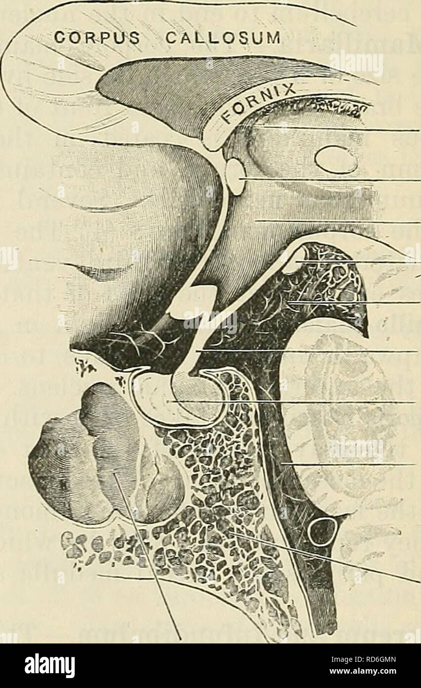 . Cunningham's Text-book of anatomy. Anatomy. The infundibulum and ...