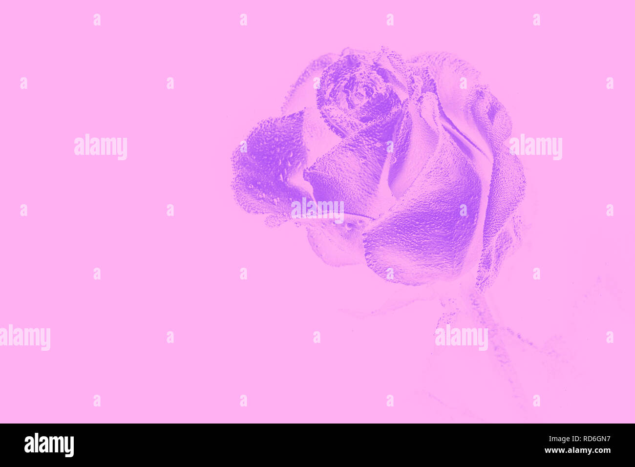 rose with bubbles on a pink background Stock Photo - Alamy