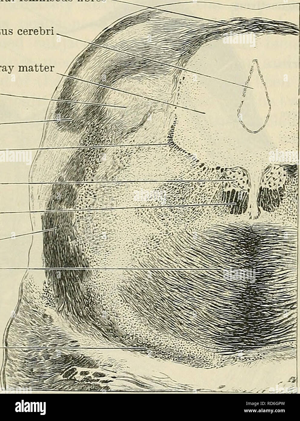 . Cunningham's Text-book of anatomy. Anatomy. 602 THE NERVOUS SYSTEM. a ...
