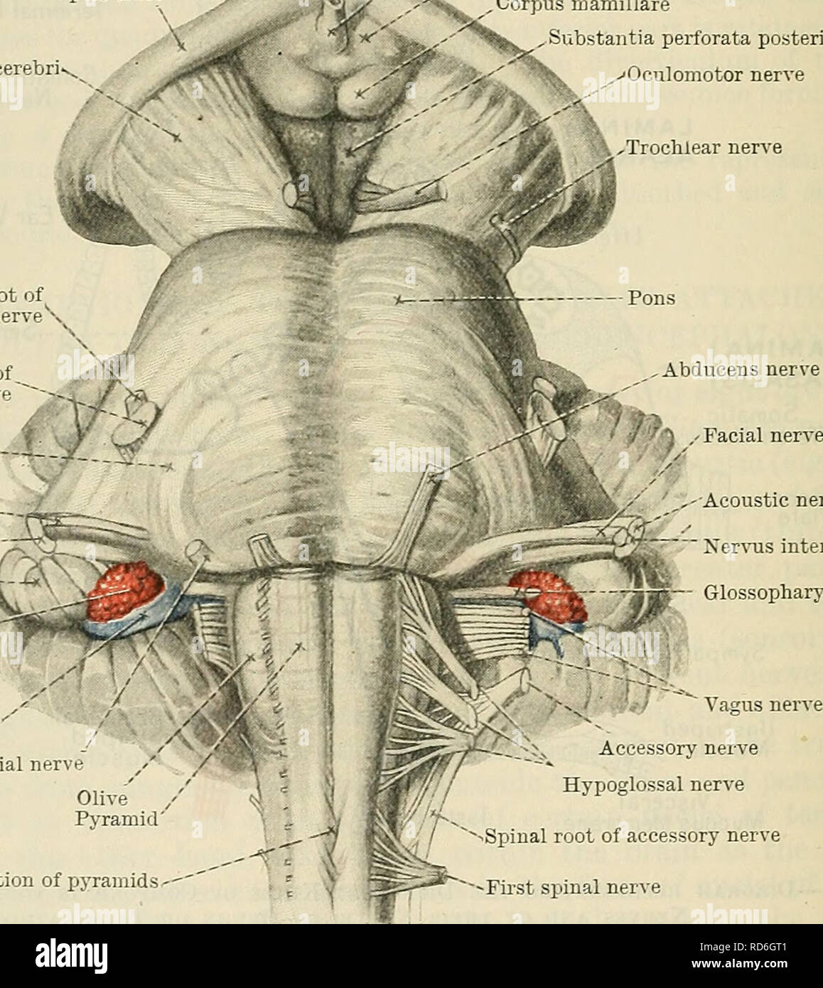 Decussation of pyramids hi-res stock photography and images - Alamy
