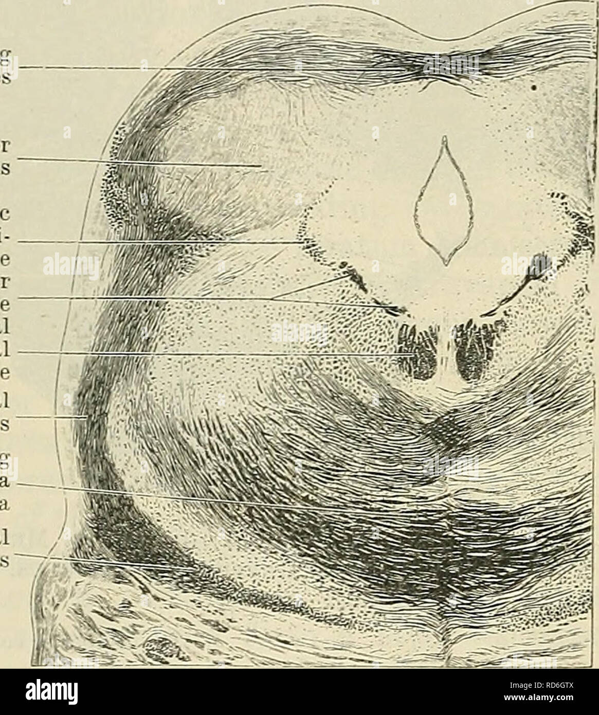 . Cunningham's Text-book of anatomy. Anatomy. 588 THE NERVOUS SYSTEM ...