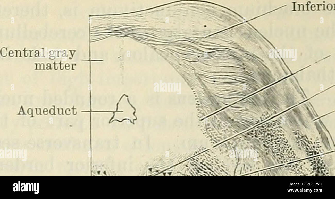 . Cunningham's Text-book of anatomy. Anatomy. INTERNAL STRUCTURE OF THE ...