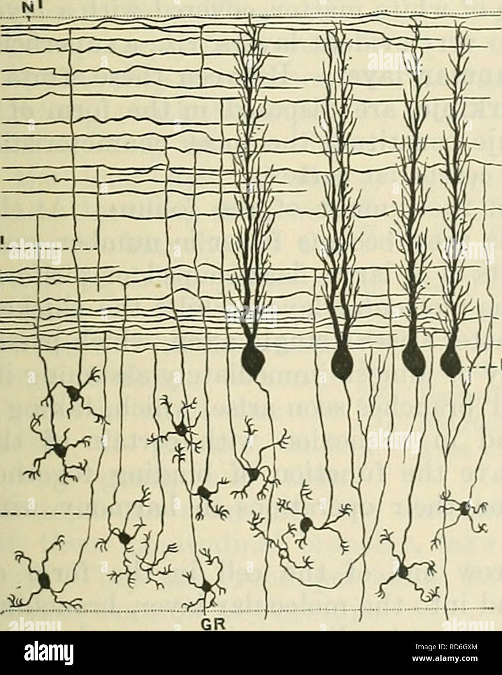 . Cunningham's Text-book of anatomy. Anatomy. Parafloc. Velum medullare ...