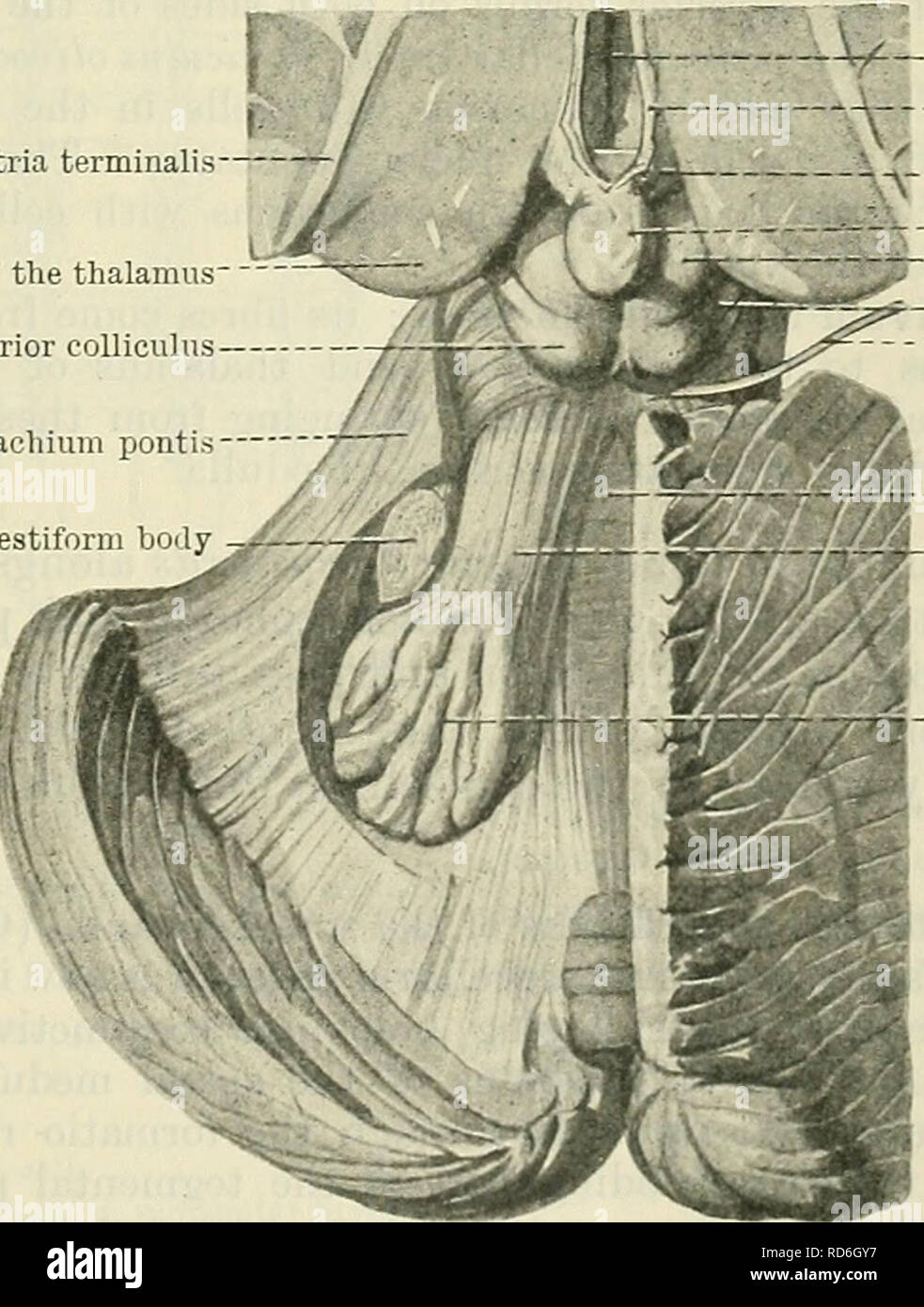 . Cunningham's Text-book of anatomy. Anatomy. Three small ad- ditional ...