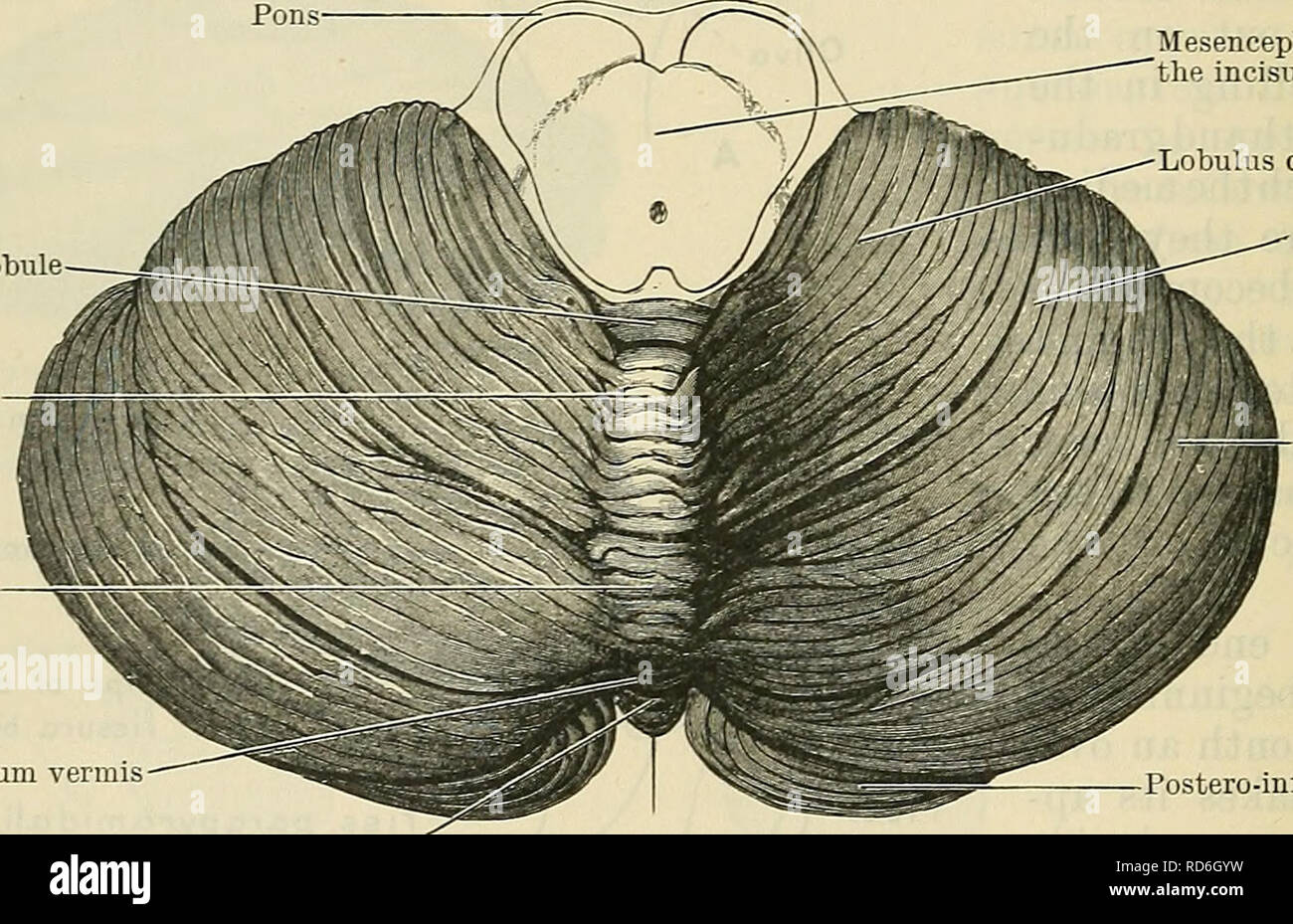 Superior vermis of the cerebellum hi-res stock photography and images ...