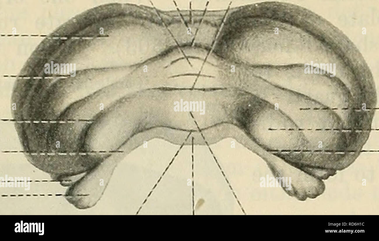 . Cunningham's Text-book of anatomy. Anatomy. 572 THE NERVOUS SYSTEM ...