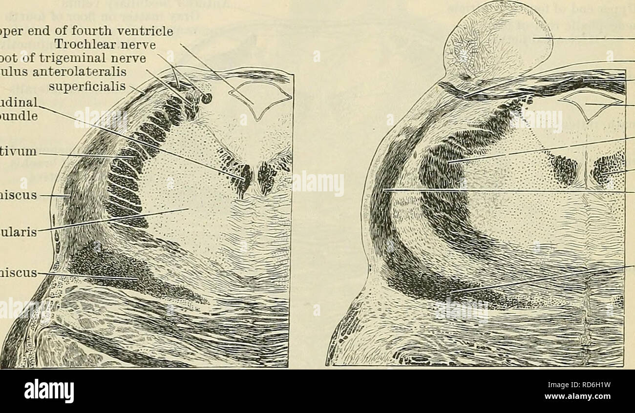 . Cunningham's Text-book of anatomy. Anatomy. 570 THE NEEVOUS SYSTEM ...