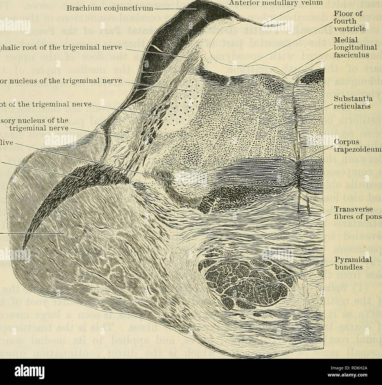 Medial Longitudinal Fasciculus Anatomy