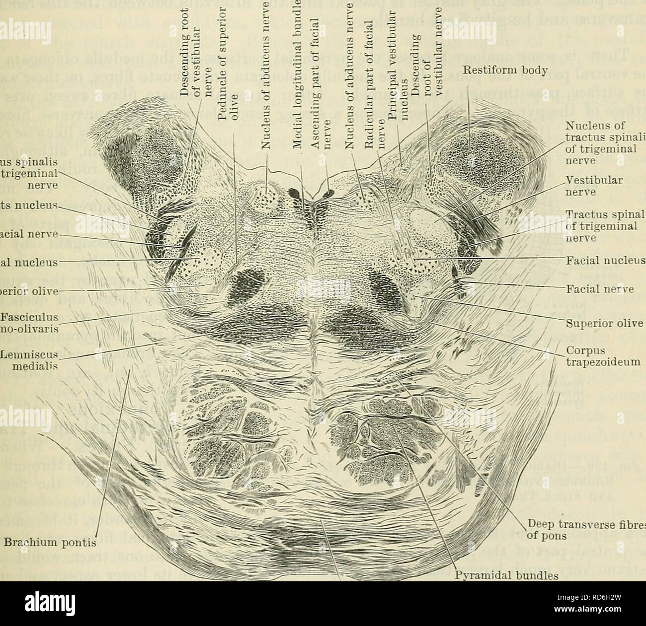 . Cunningham's Text-book of anatomy. Anatomy. INTERNAL STEUCTUEE OF THE ...