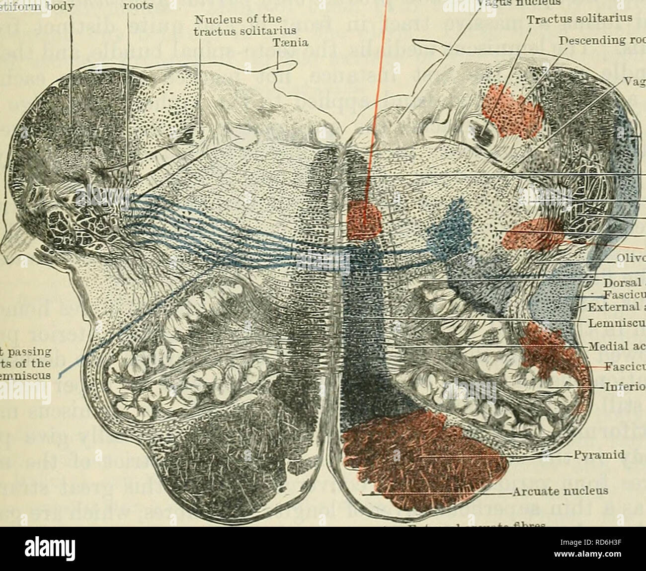 . Cunningham's Text-book of anatomy. Anatomy. Fasciculus cuneatus ...