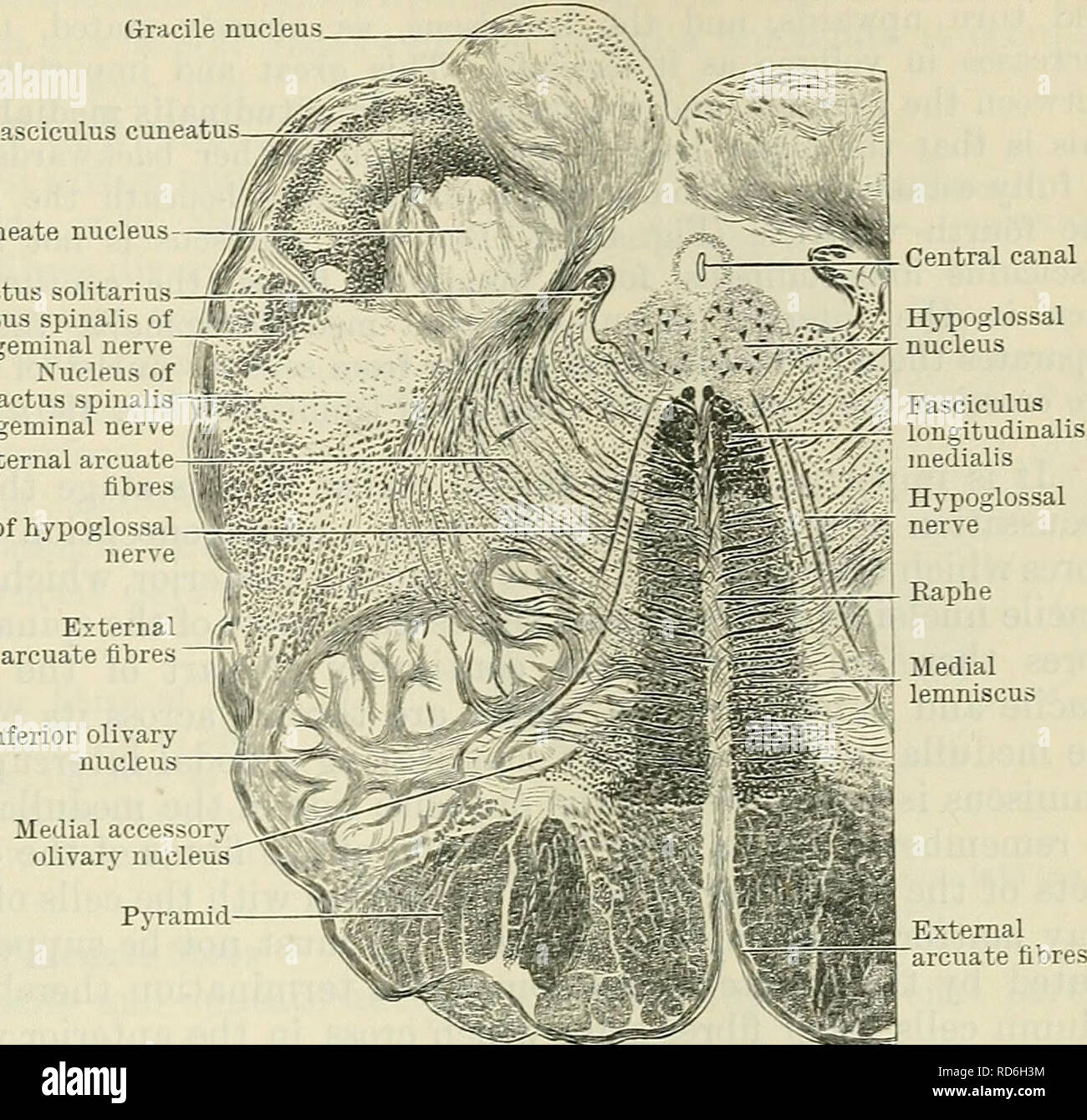Raphe nucleus hi-res stock photography and images - Alamy