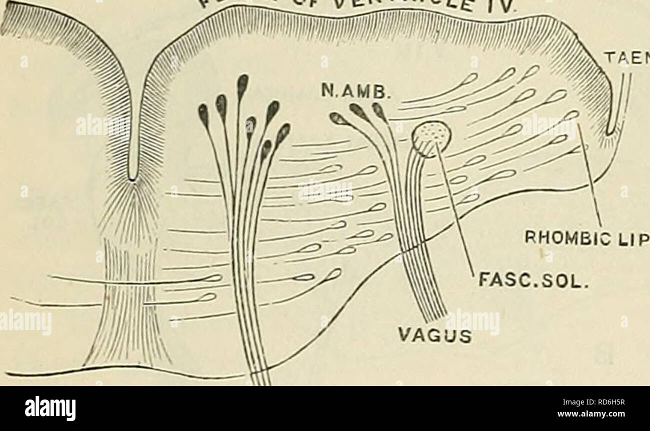 . Cunningham's Text-book of anatomy. Anatomy. 554 THE NERVOUS SYSTEM ...