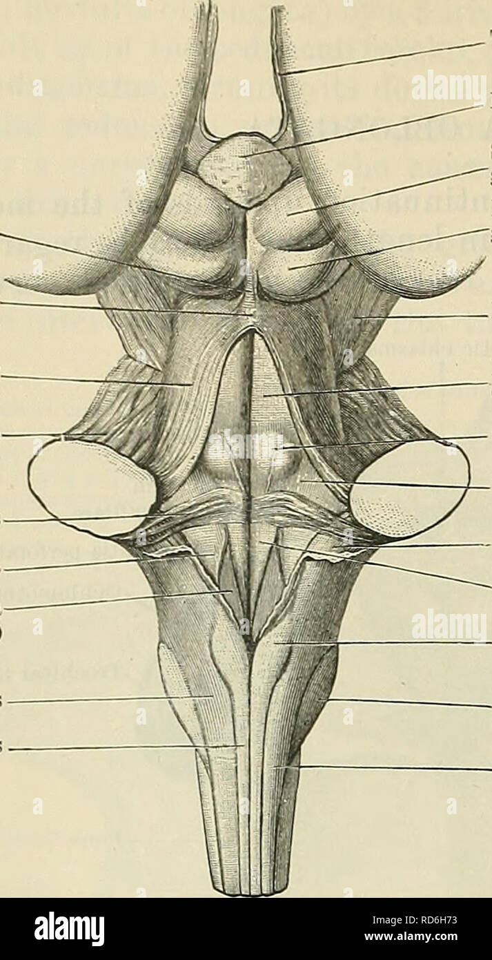 . Cunningham's Text-book of anatomy. Anatomy. 544 THE NERVOUS SYSTEM ...