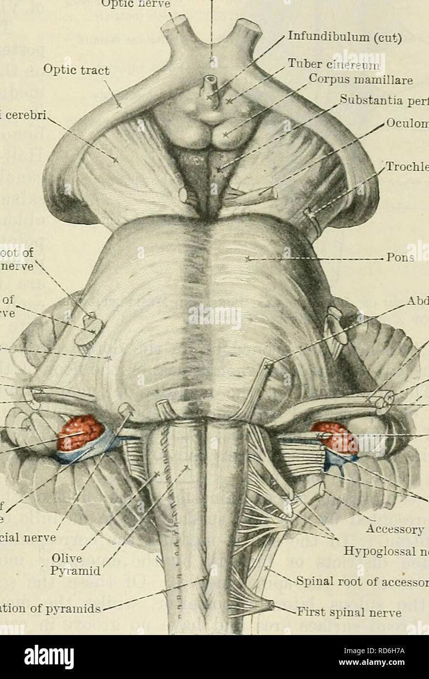 Medulla spinalis hi-res stock photography and images - Alamy