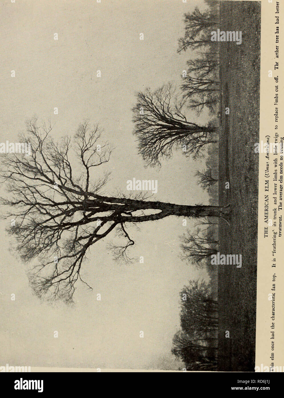 "The tree book : A popular guide to a knowledge of the trees of North ...