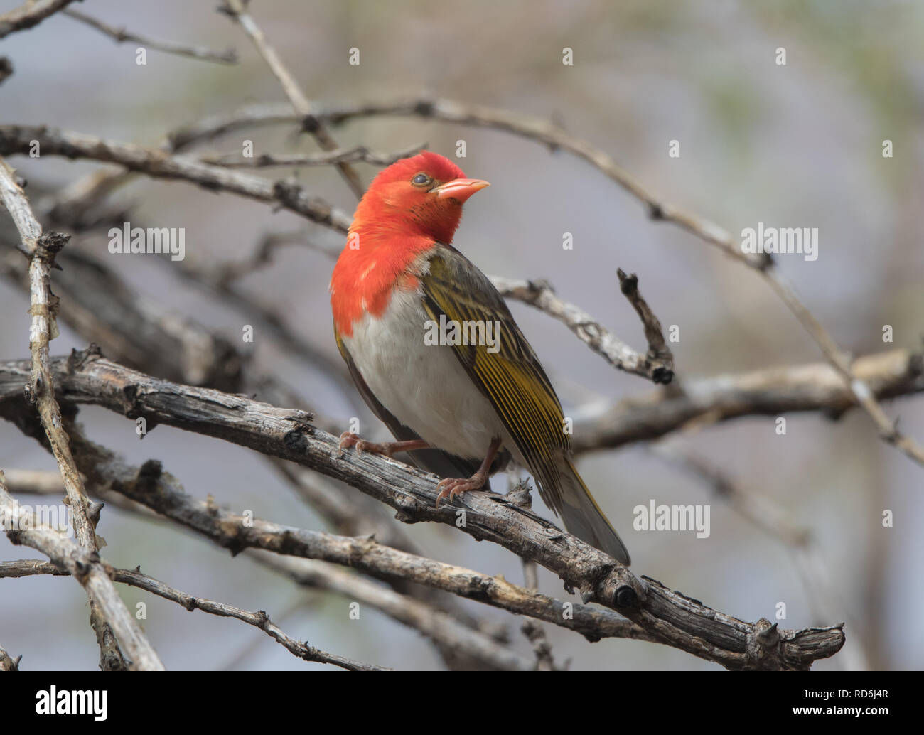 Red Headed Weaver Stock Photos & Red Headed Weaver Stock Images - Alamy