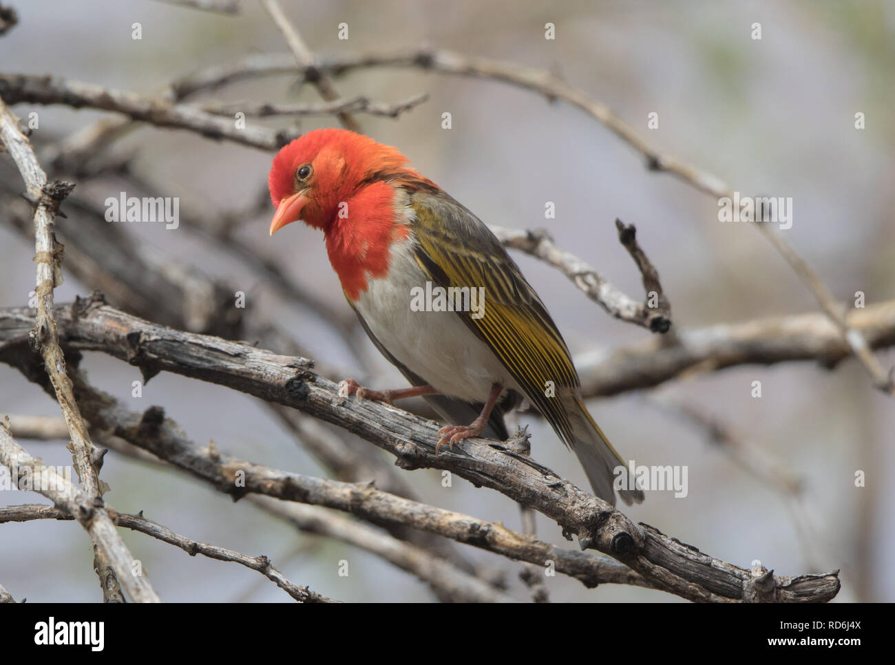 Red headed weaver anaplectes rubriceps hi-res stock photography and ...