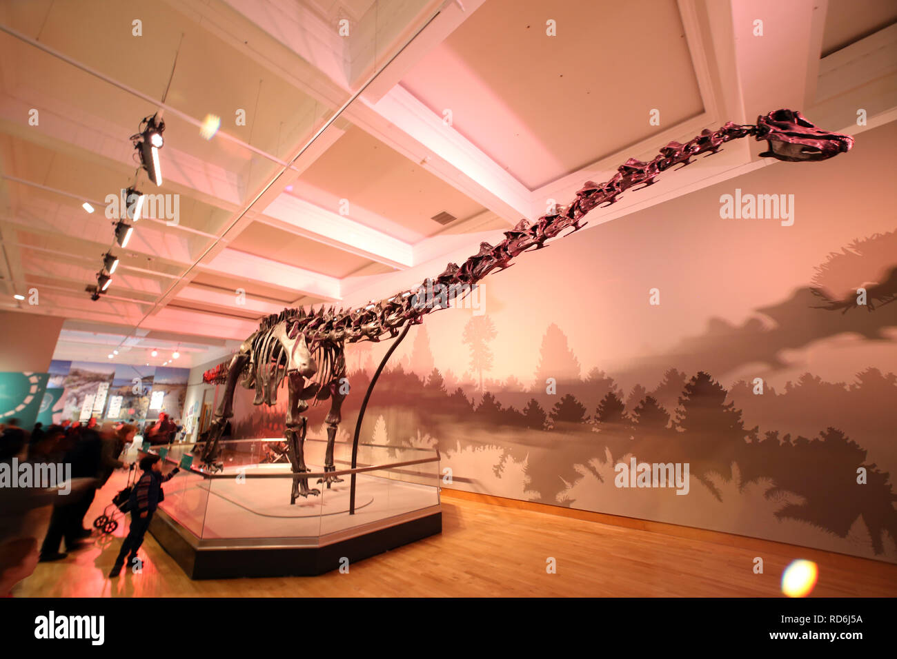 Diplodocus skeleton cast, known affectionately as Dippy, was for many ...