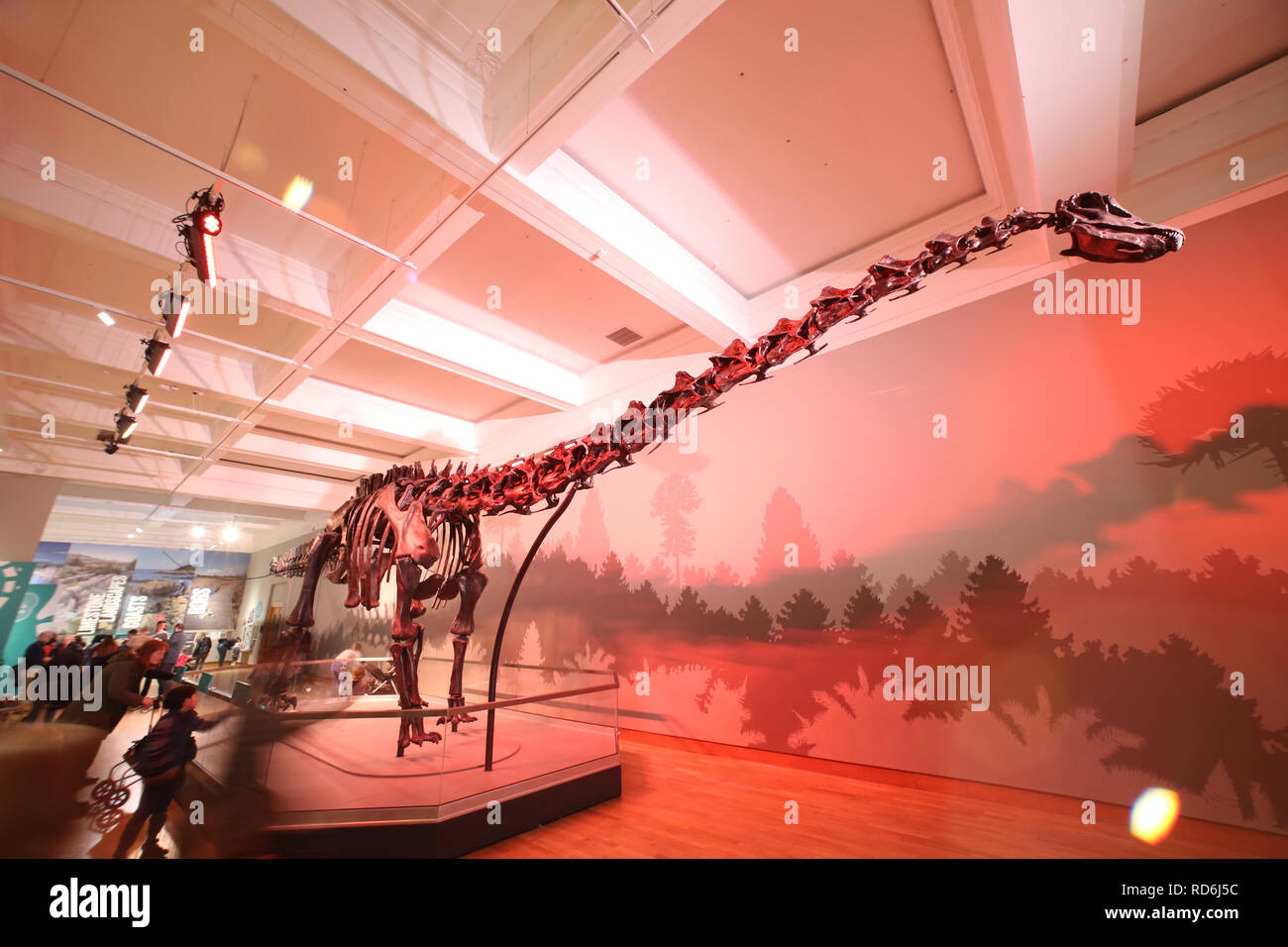 Diplodocus skeleton cast, known affectionately as Dippy, was for many ...