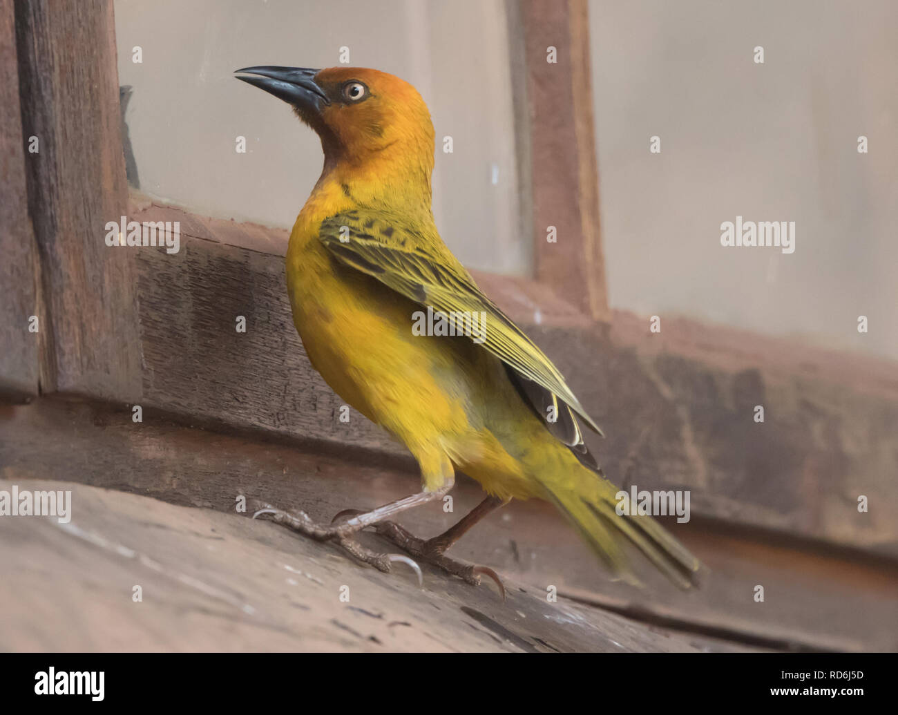 Spectacled Weaver (Ploceus ocularis Stock Photo - Alamy
