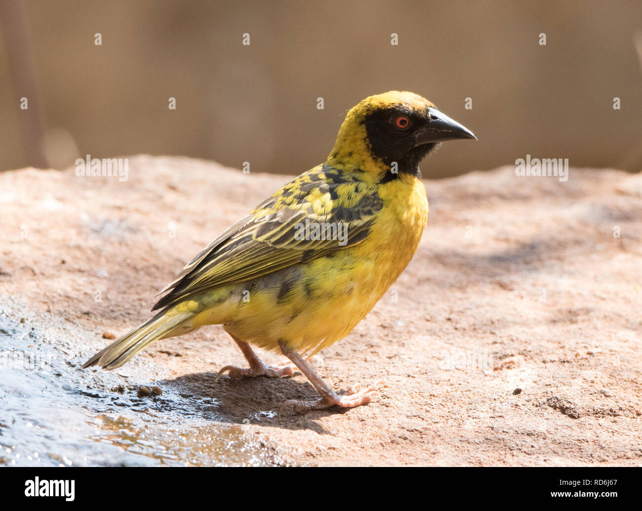 Village Weaver (Ploceus cucullatus Stock Photo - Alamy