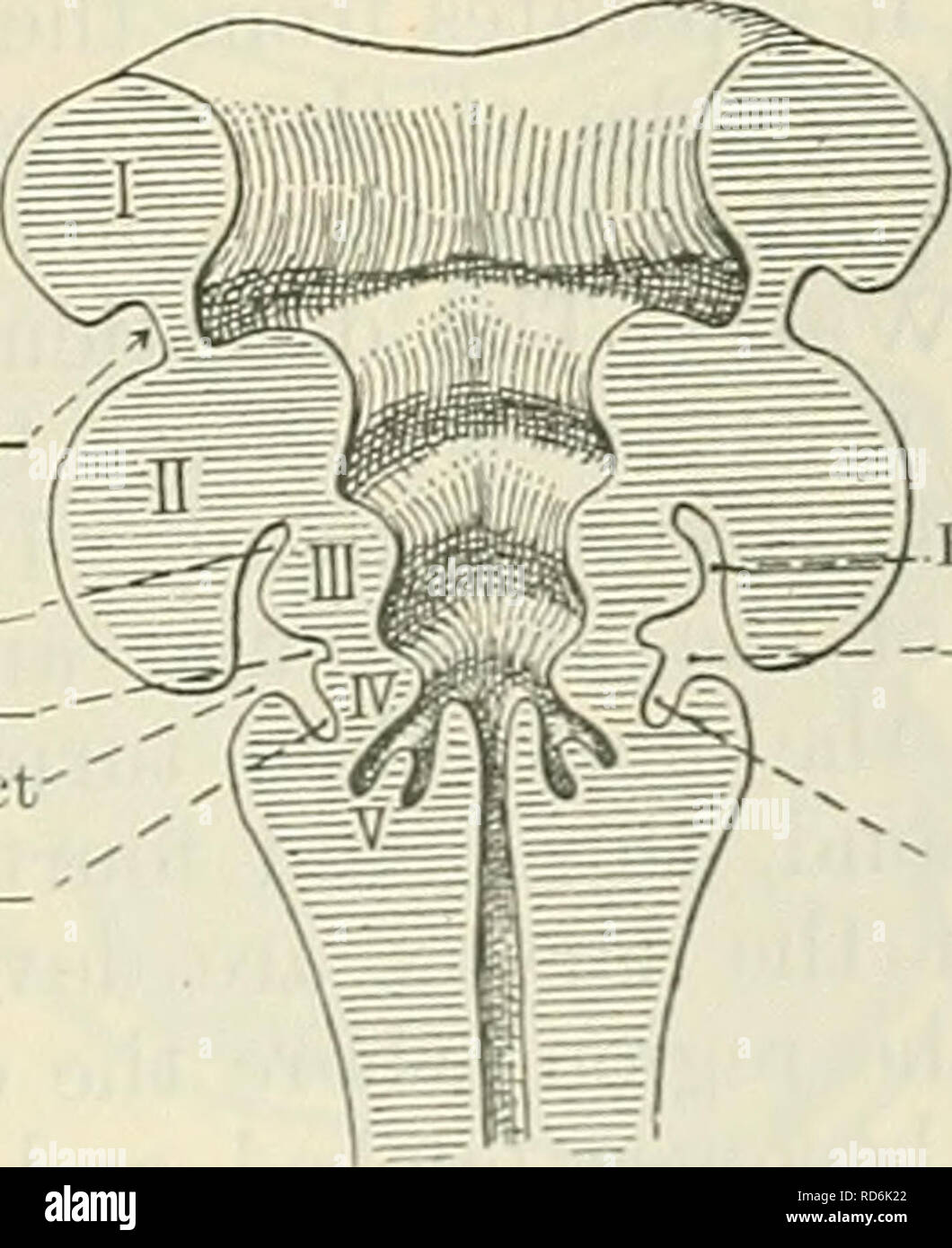 . Cunningham's Text-book of anatomy. Anatomy. 1st cleft ' f==sn== —2nd ...