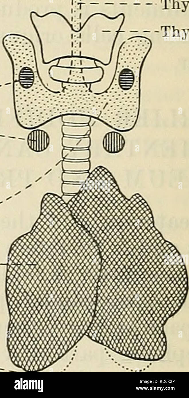 . Cunningham's Text-book of anatomy. Anatomy. ; Separating membrane ...