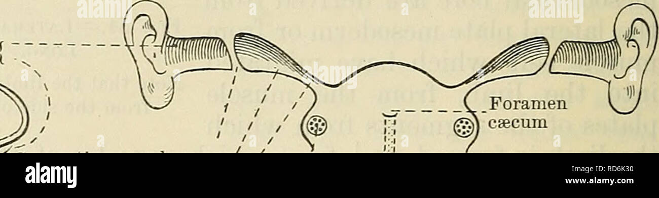 Tonsil membrane hi-res stock photography and images - Alamy