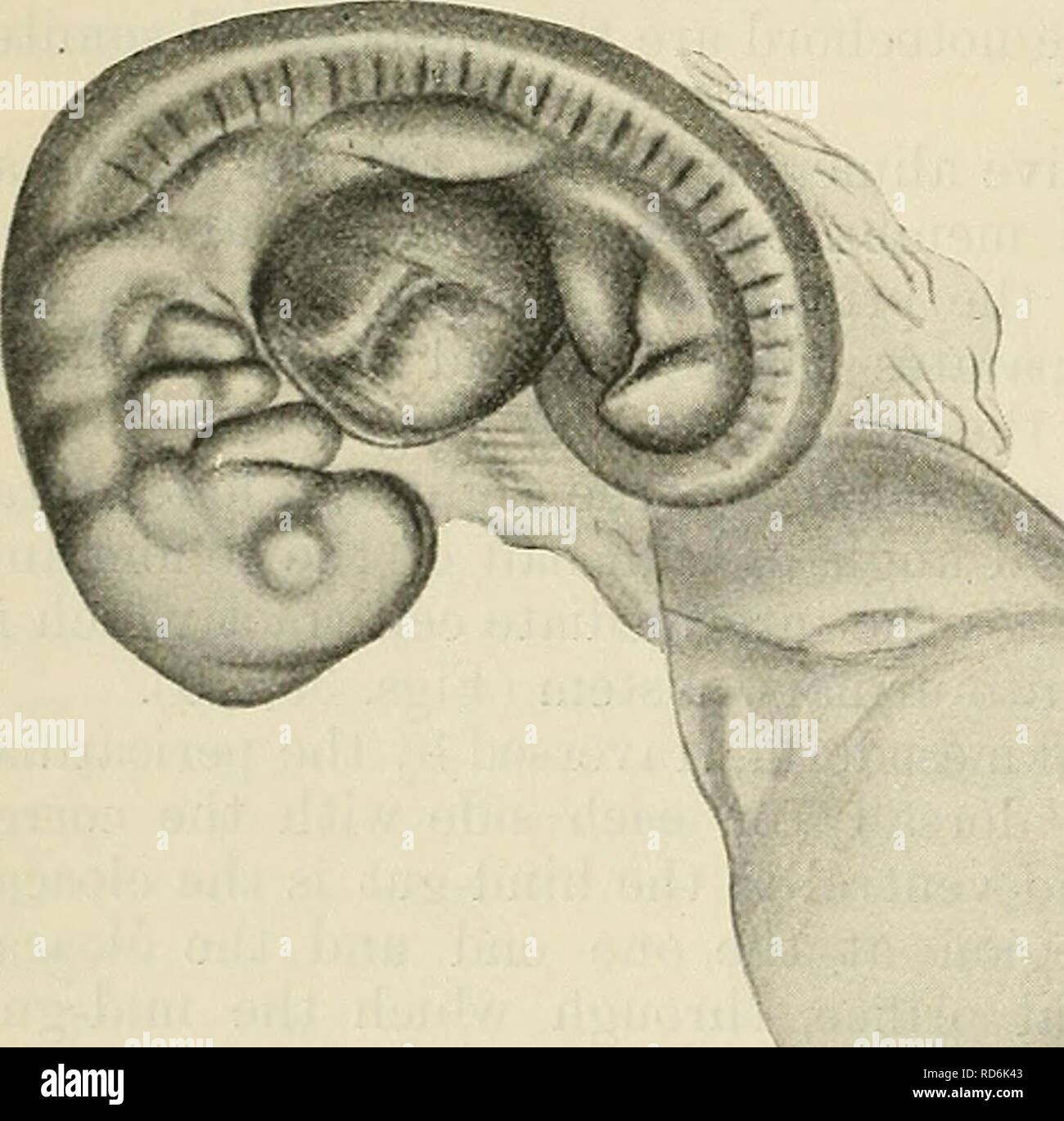 . Cunningham's Text-book of anatomy. Anatomy. Fig. 51.—View of Dorsal ...
