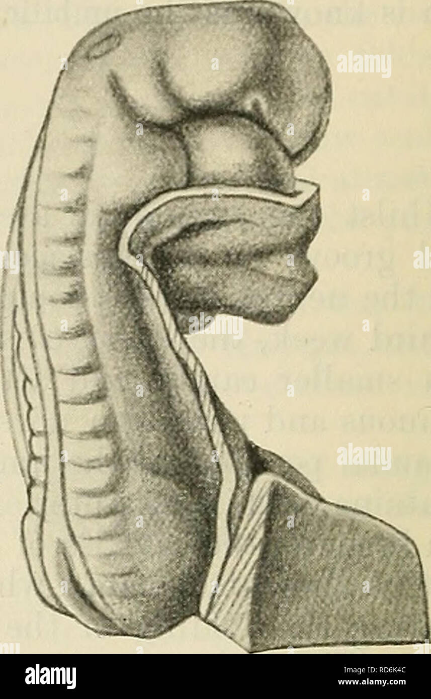 . Cunningham's Text-book of anatomy. Anatomy. Fig. 51.—View of Dorsal ...