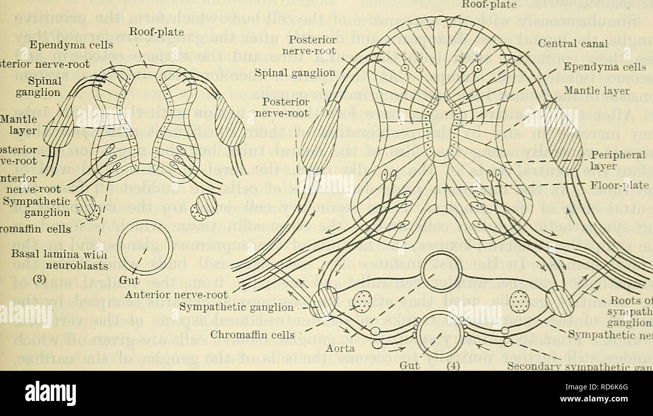 . Cunningham's Text-book of anatomy. Anatomy. Roof-plate Surface ...