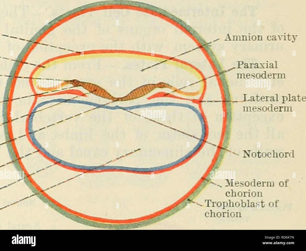 . Cunningham's Text-book of anatomy. Anatomy. âMesoderm of amnion â â ...