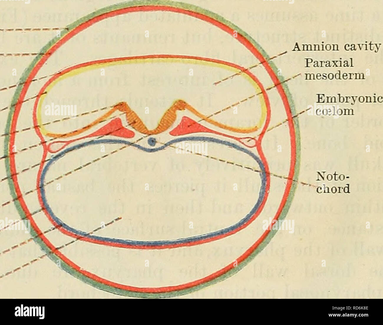 . Cunningham's Text-book of anatomy. Anatomy. Notochord Mesoderm of ...
