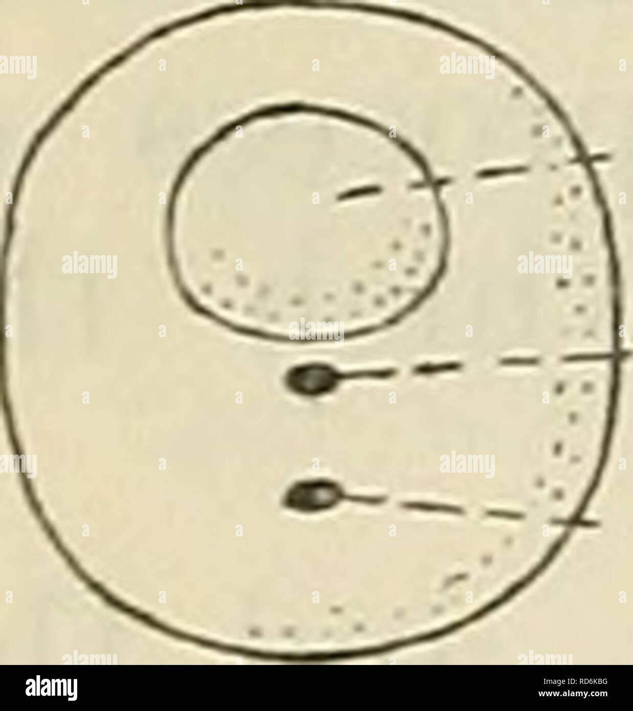 . Cunningham's Text-book of anatomy. Anatomy. 18 HUMAN EMBRYOLOGY. The ...