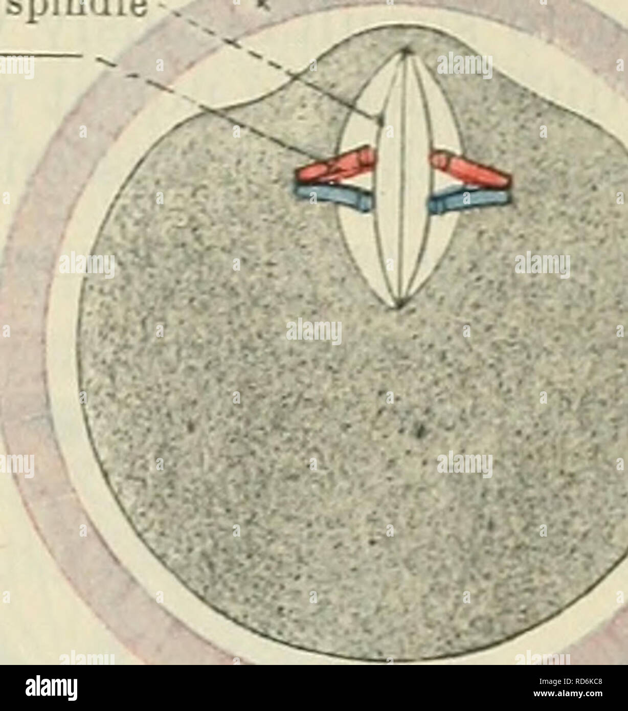 Twin spindle hi-res stock photography and images - Alamy