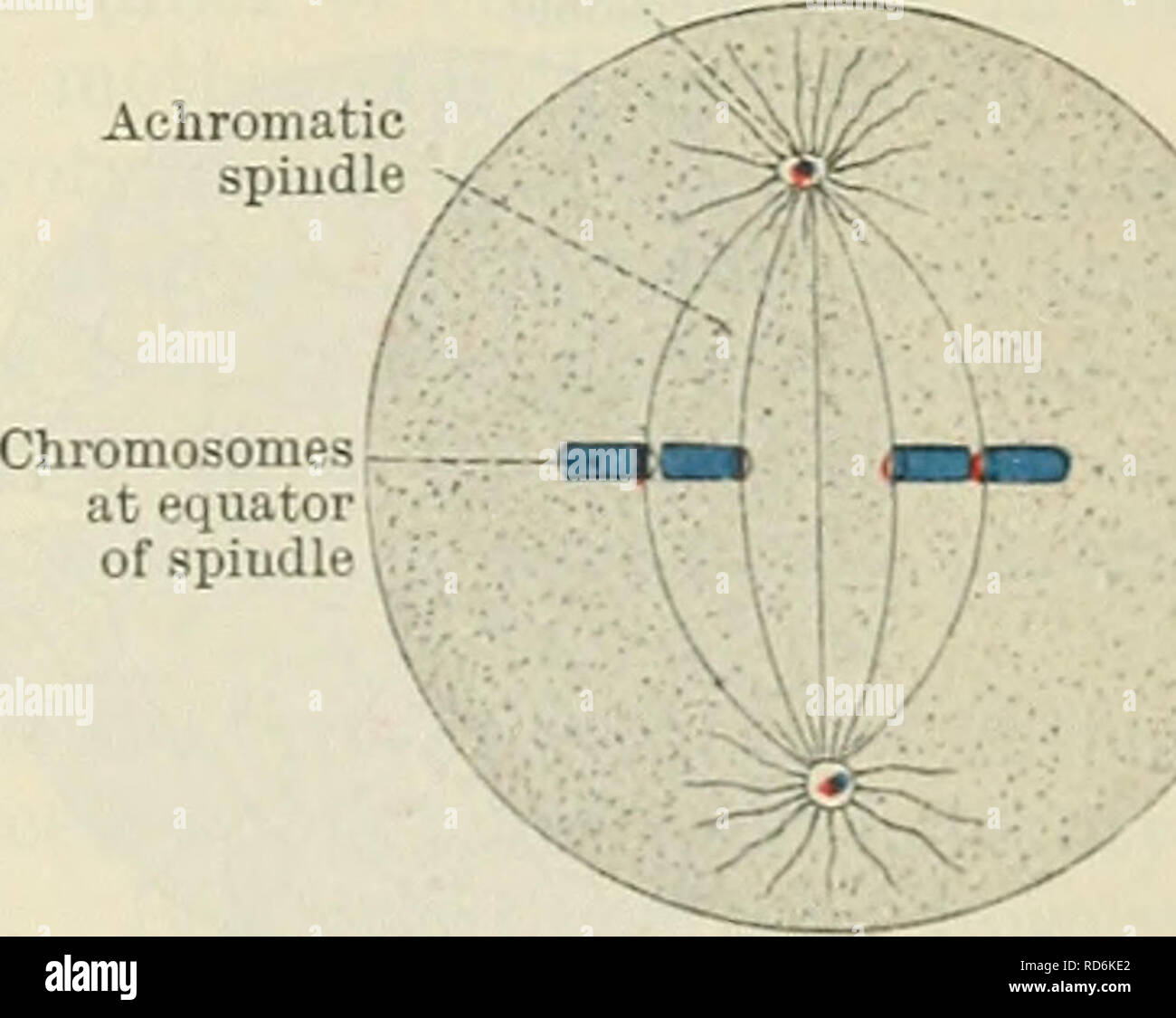 Prophase of mitosis in an animal cell hi-res stock photography and ...