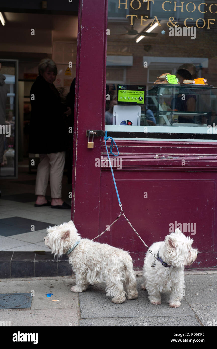 Scruffy west highland terrier hi-res stock photography and images - Alamy