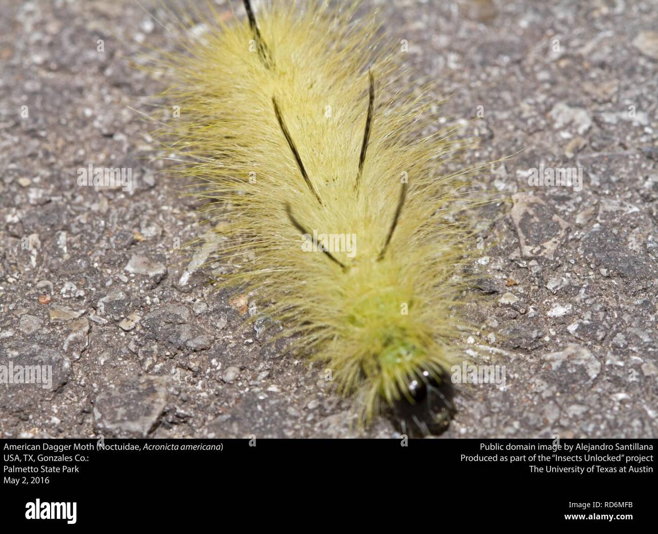 American Dagger Moth larva (Noctuidae, Acronicta americana ...