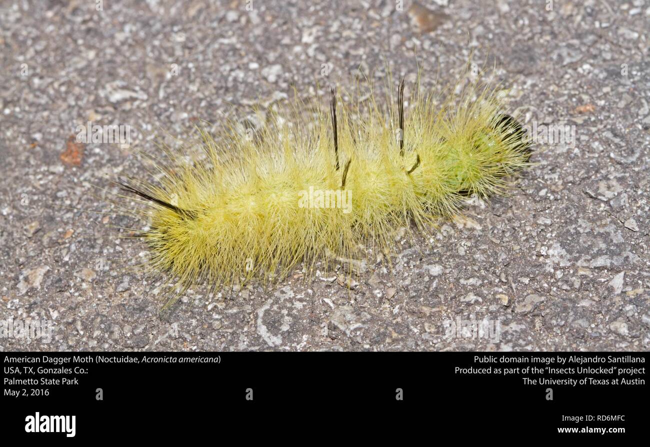 American Dagger Moth larva (Noctuidae, Acronicta americana ...