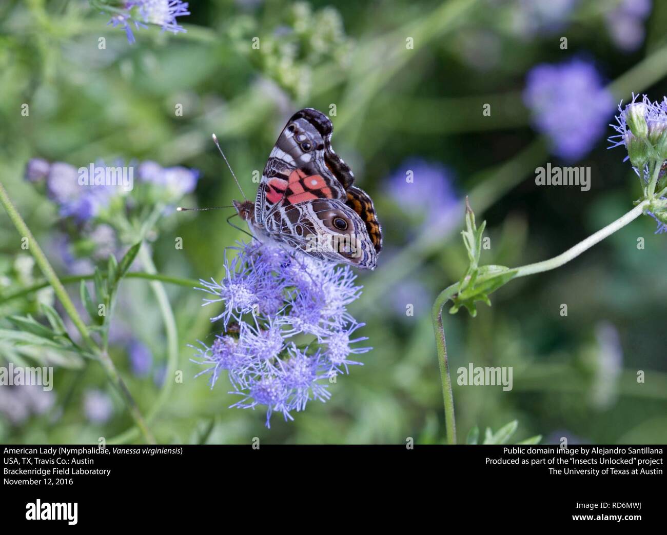 American Lady (Nymphalidae, Vanessa virginiensis) (30875656040 Stock ...