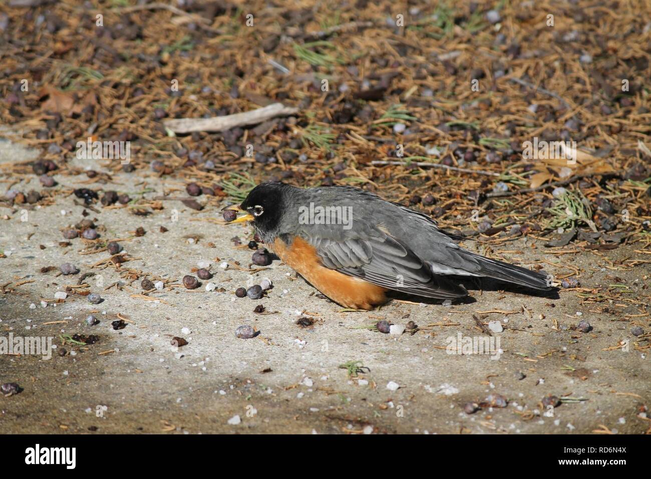 American Robin 1 Stock Photo - Alamy