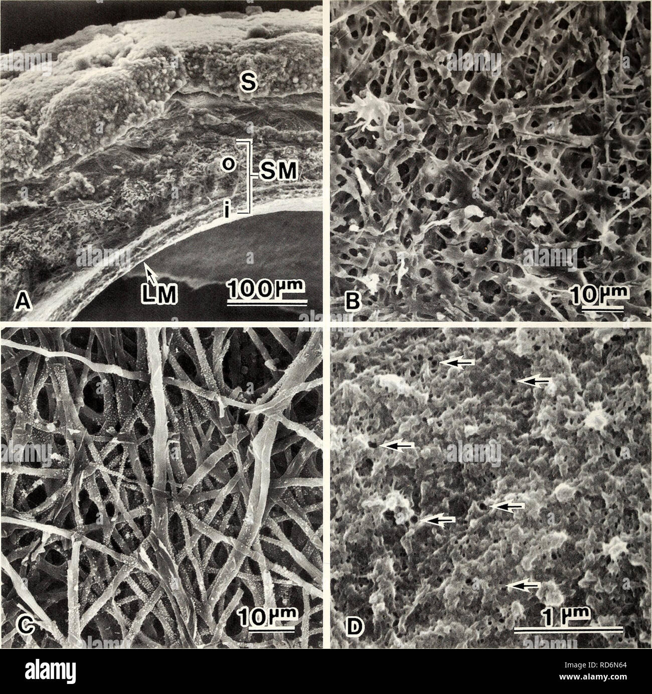 . Current herpetology. Reptiles; Herpetology. Current Herpetol. 23(1 ...