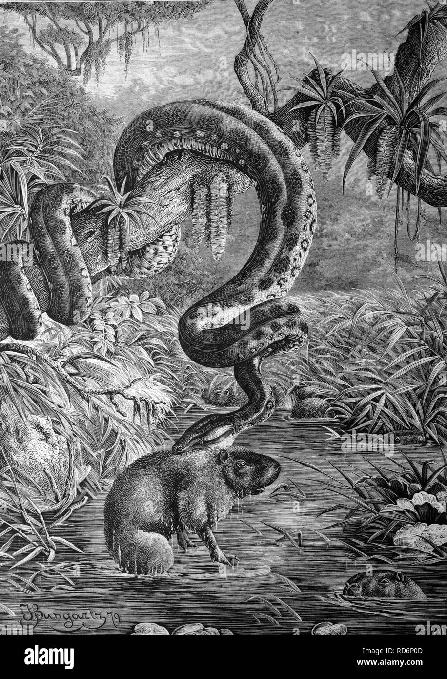 Anaconda capturing a capibara, historical illustration, about 1886 ...