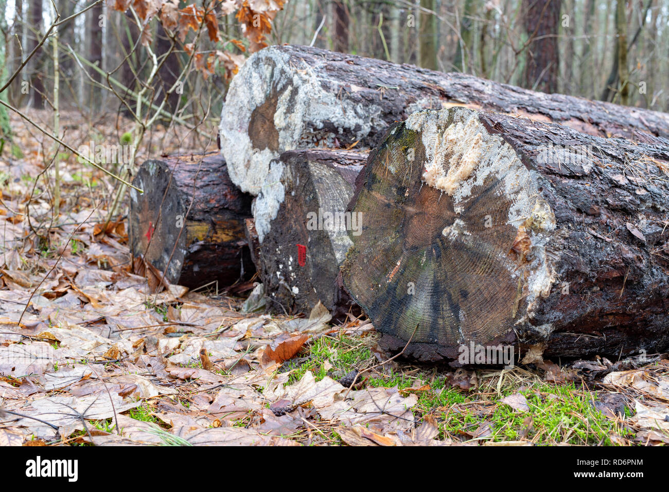 Mold on the trunks of wood in the forest. Wood stacked. Season winter ...