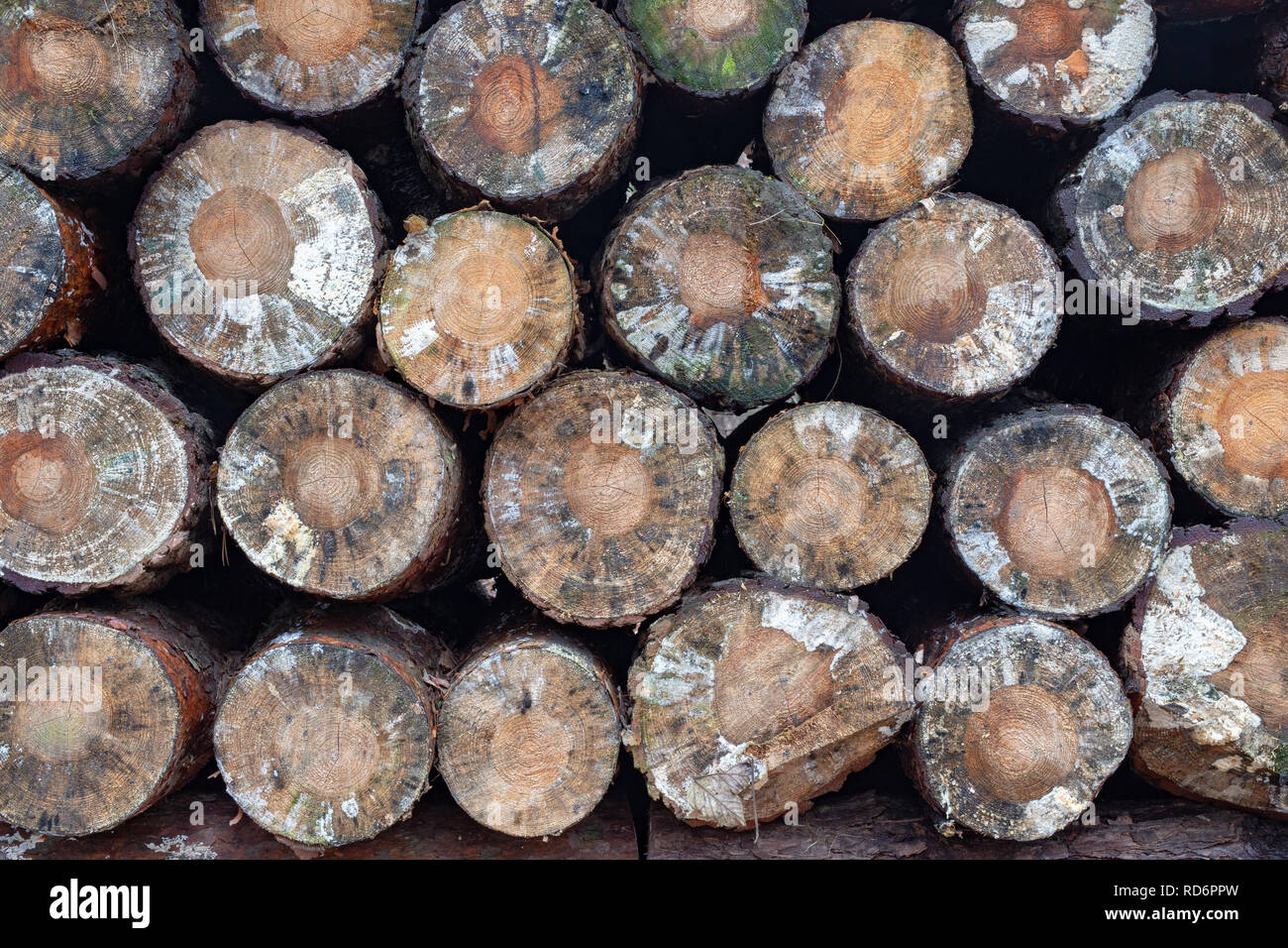 Mold on the trunks of wood in the forest. Wood stacked. Season winter ...