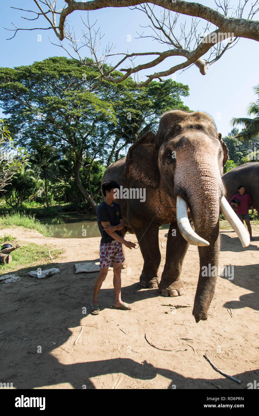 Kanta elephant sanctuary hi-res stock photography and images - Alamy