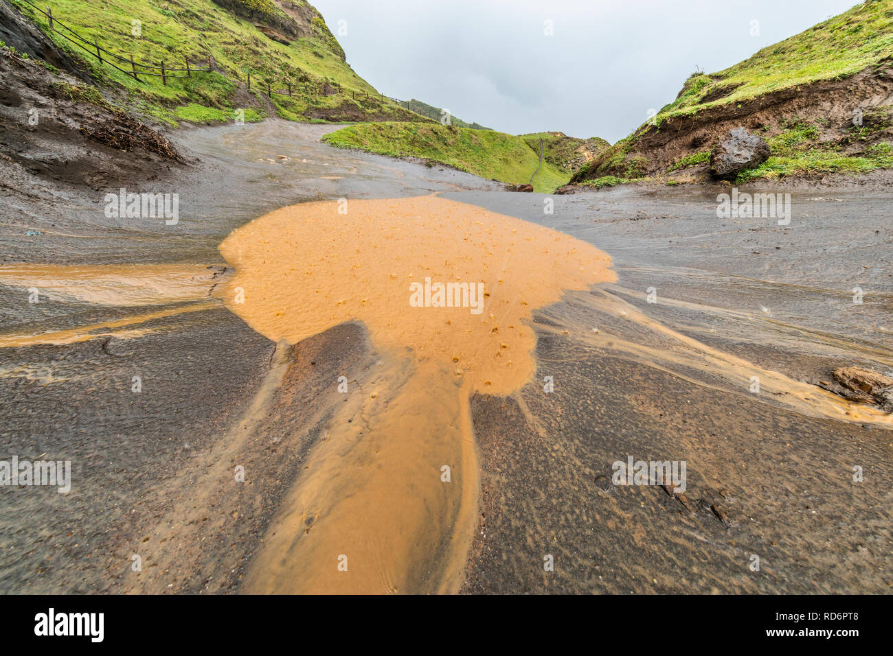 Cochayuyo algae with thousands of water drops fall from the sky onto ...