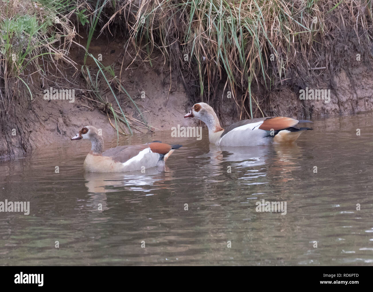 Egyptian goose africa hi-res stock photography and images - Alamy