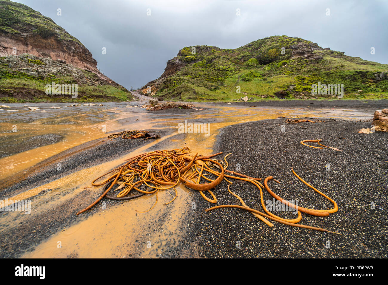 Cochayuyo algae with thousands of water drops fall from the sky onto ...